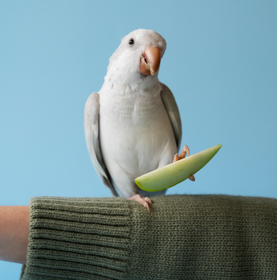 "Happiness Delivered: Shop Summer Essentials for Pets | Vogue Pet"